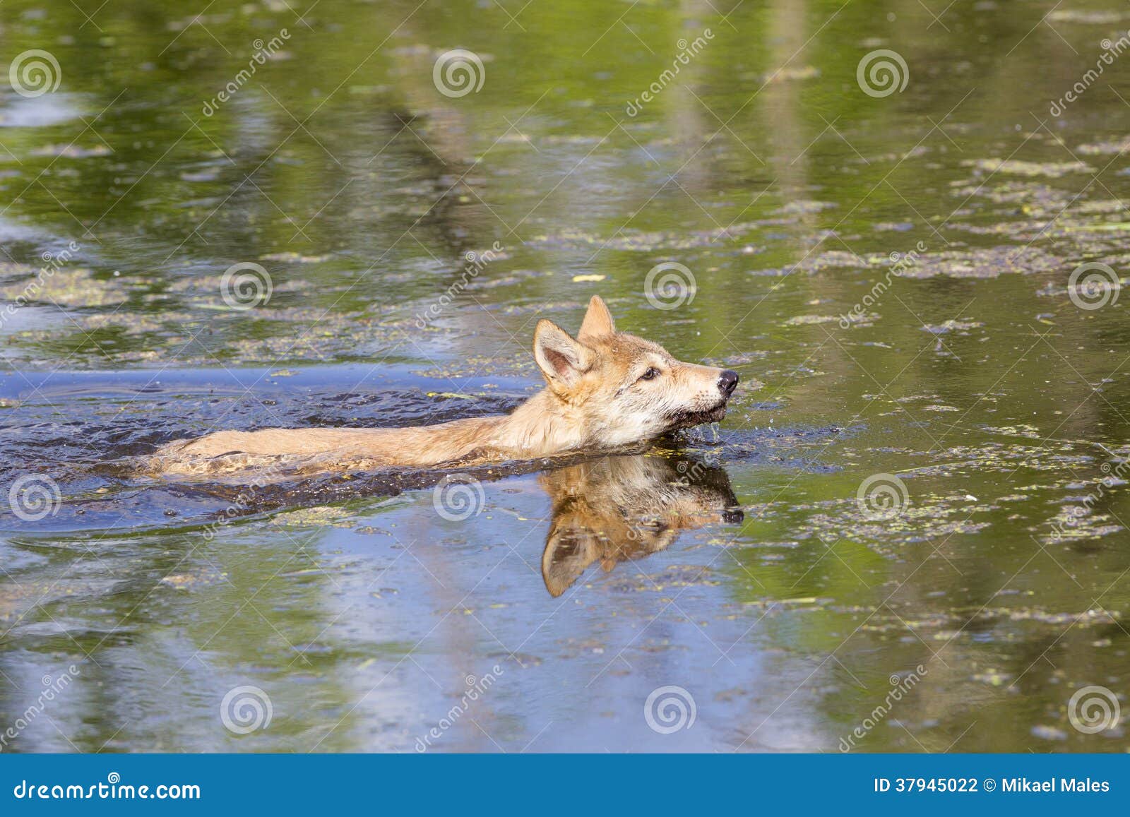 Wolf pup learning to swim stock photo. Image of carnivore - 37945022