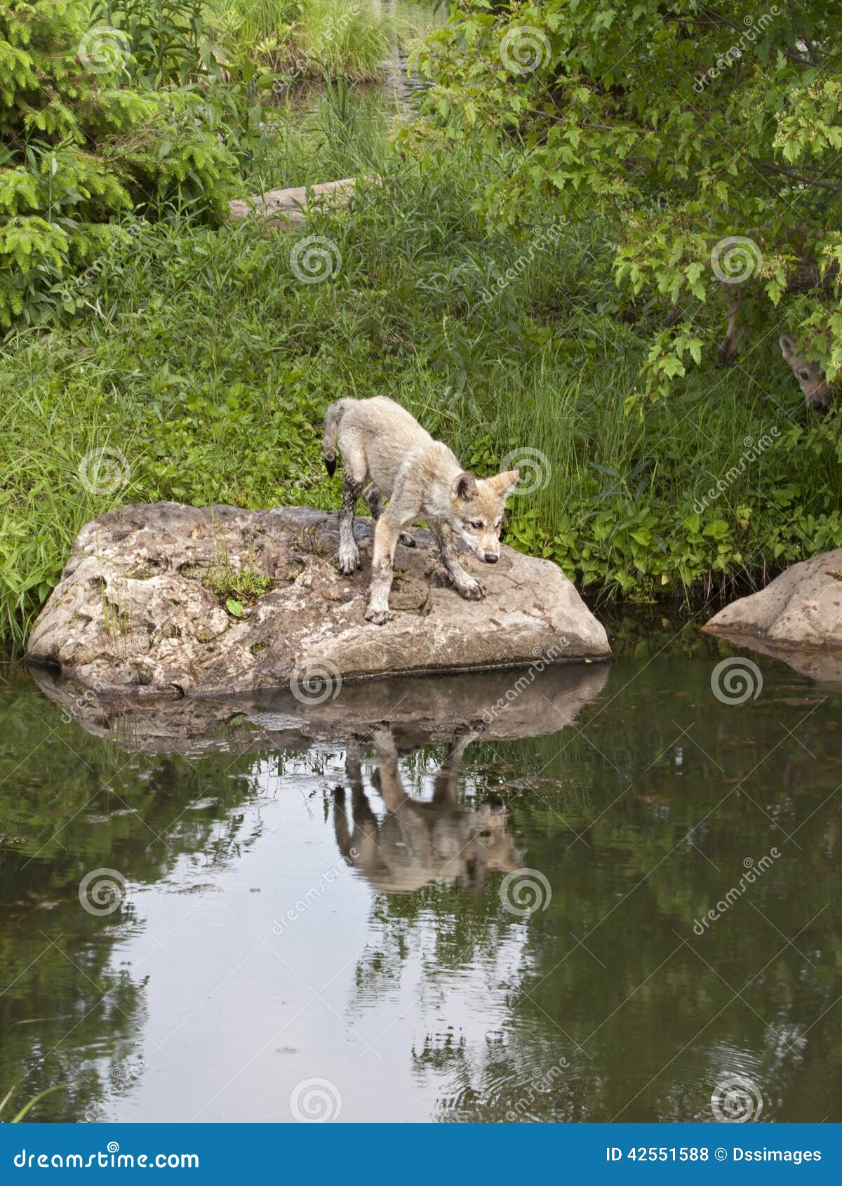 Wolf Pup Looking at His Reflection Stock Photo - Image of lupus, edge ...