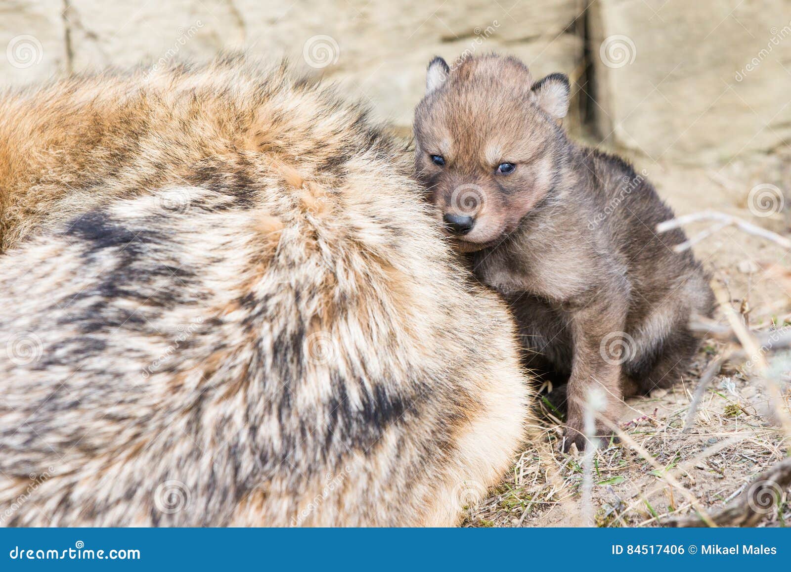 Wolf pup stock photo. Image of monogamous, marking, mother - 84517406