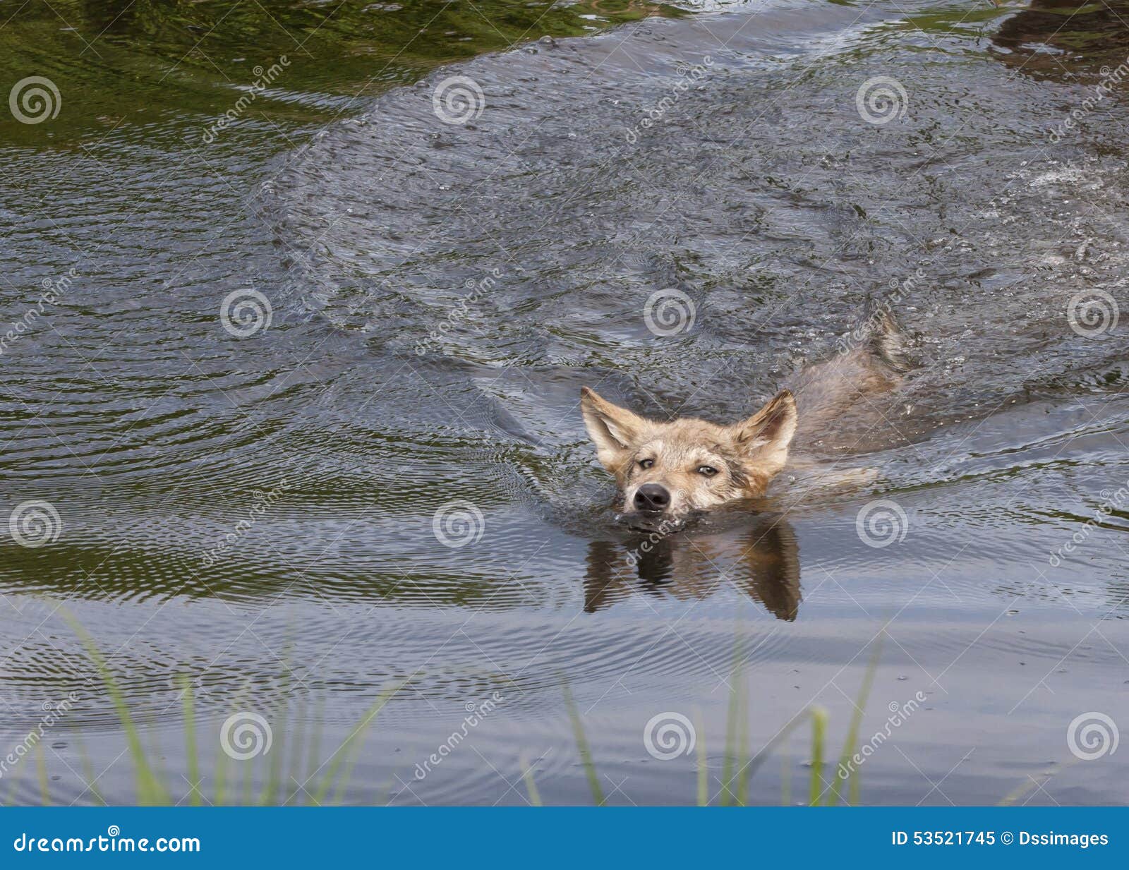 Wolf Pup Swimming stock image. Image of wildlife, nature - 53521745