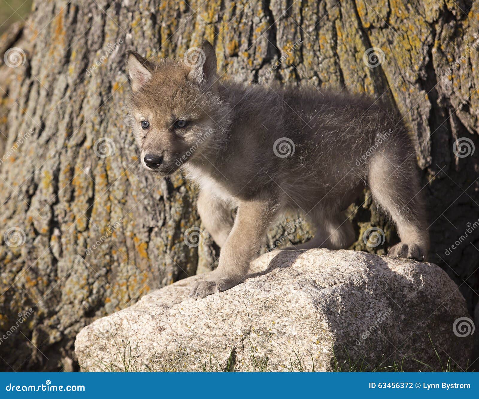 Wolf pup stock photo. Image of spring, wolf, outdoors - 63456372