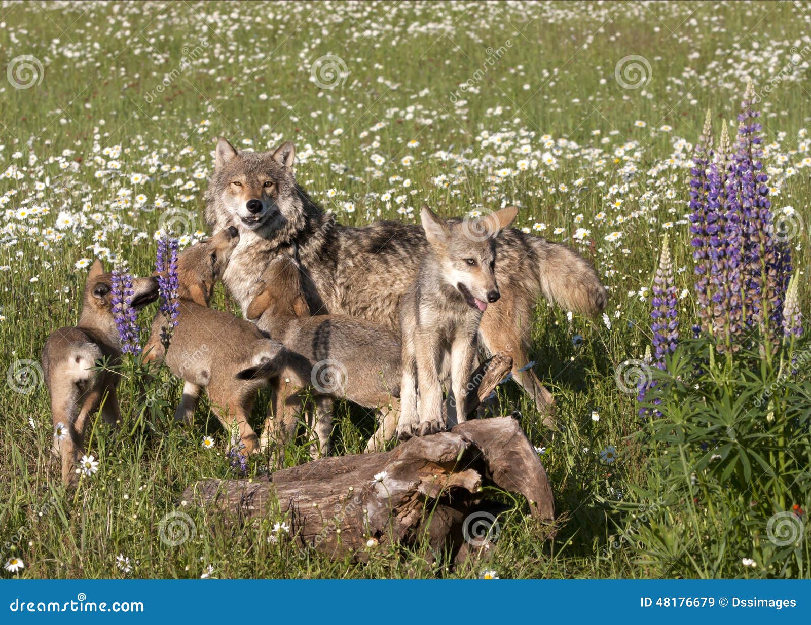 Wolf Puppies stock image. Image of animals, canis, affection - 48176679