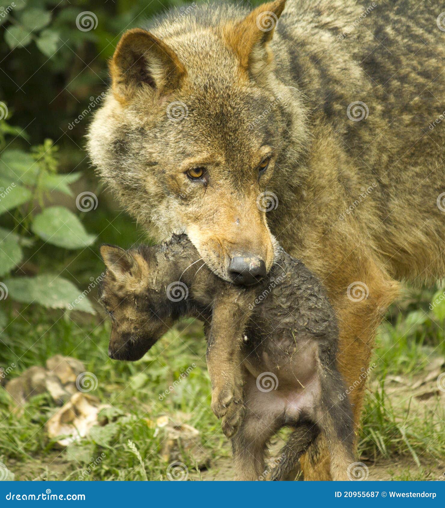 Wolf and Puppy stock image. Image of wolf, baby, newborn - 20955687