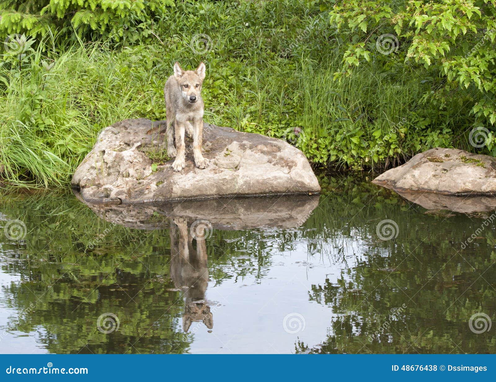 Wolf Puppy with Clear Reflection in Lake Stock Photo - Image of clear ...