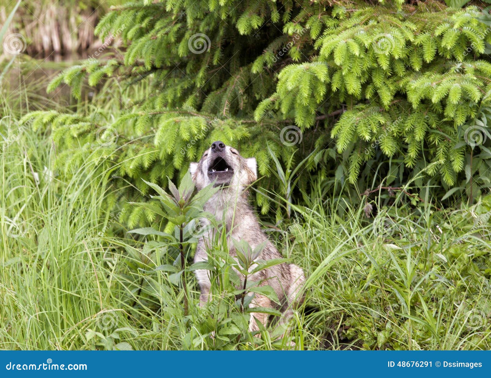 Wolf Puppy Howling stock image. Image of puppy, juvenile - 48676291
