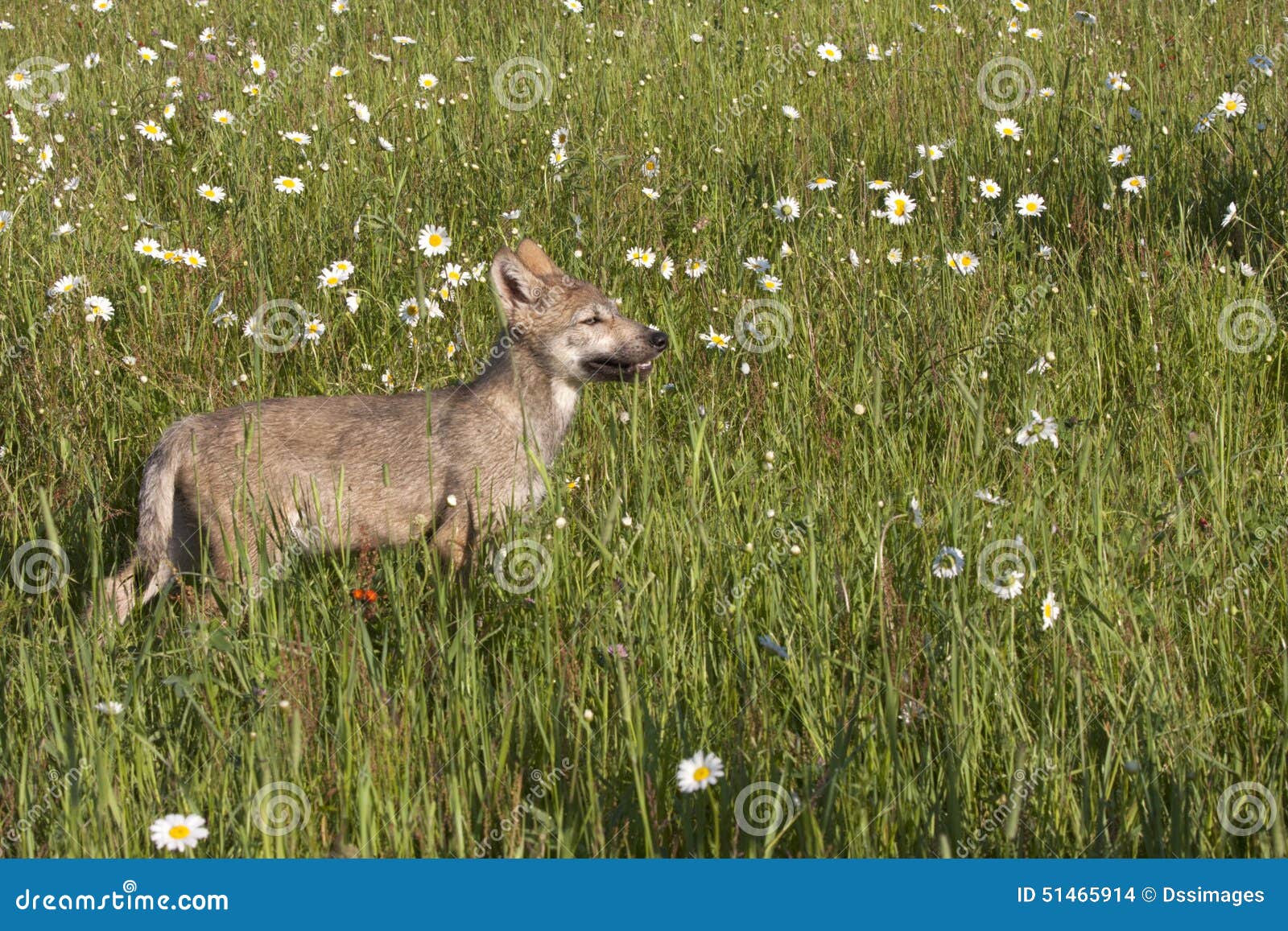 Wolf Puppy Walking in a Field of Daisies Stock Photo - Image of ...