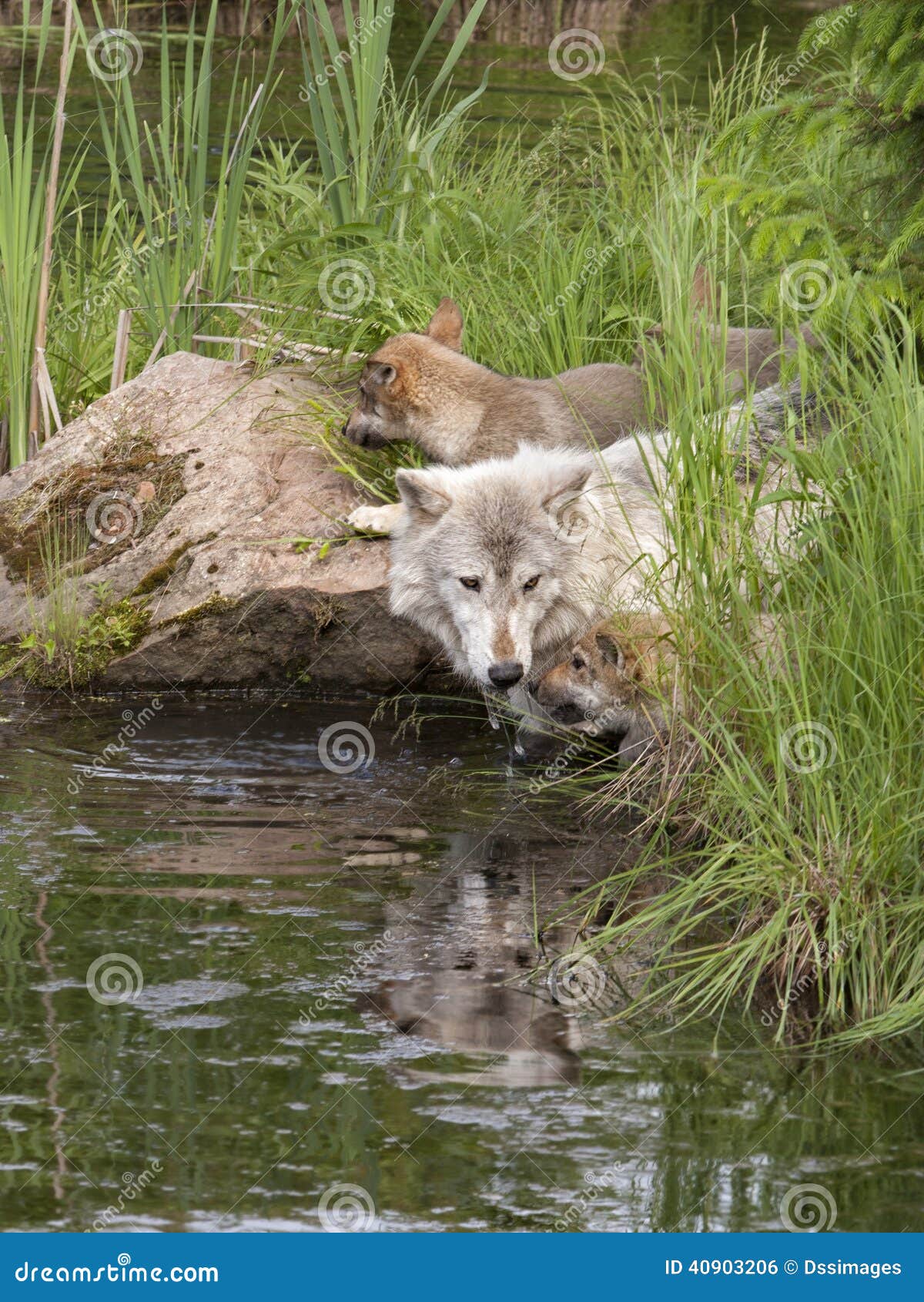 Wolf and Pups at the River stock photo. Image of puppies - 40903206