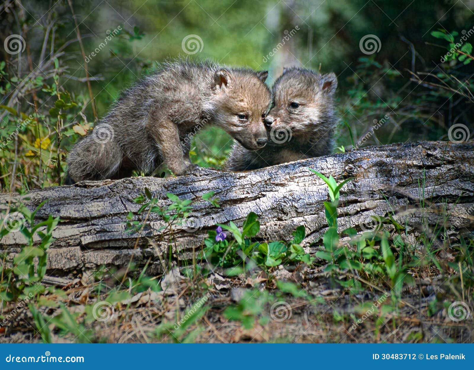 Wolf pups stock photo. Image of nature, wild, wolf, puppy - 30483712