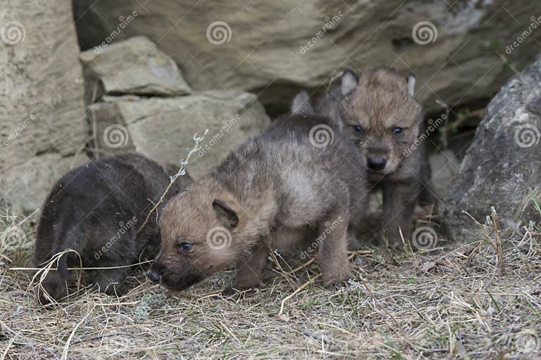 Wolf Pups Walking Out of Den Stock Photo - Image of marking, baby: 42659586