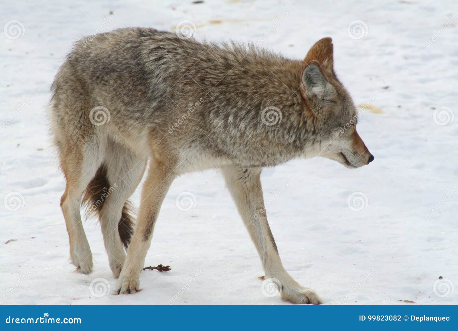 Wolf in Quebec. Canada, North America. Stock Photo - Image of fauna ...