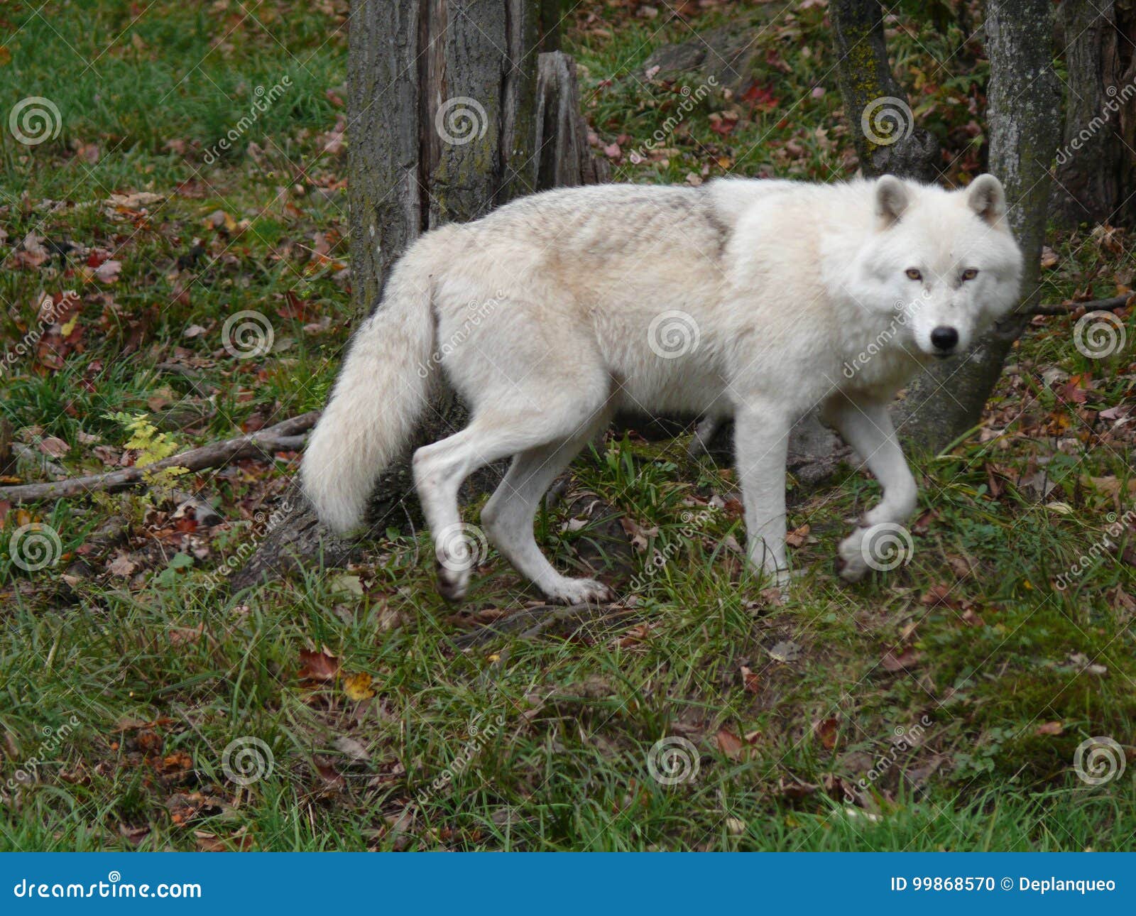 Wolf in Quebec. Canada, North America. Stock Photo - Image of green ...