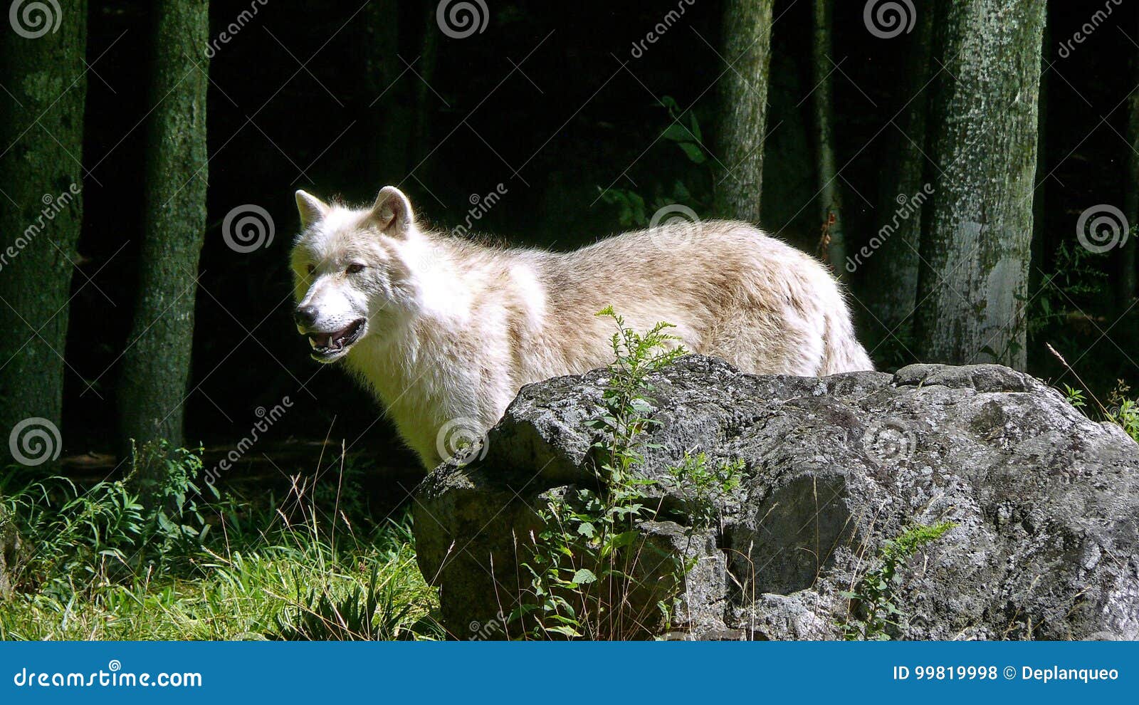 Wolf in Quebec. Canada, North America. Stock Photo - Image of faune ...
