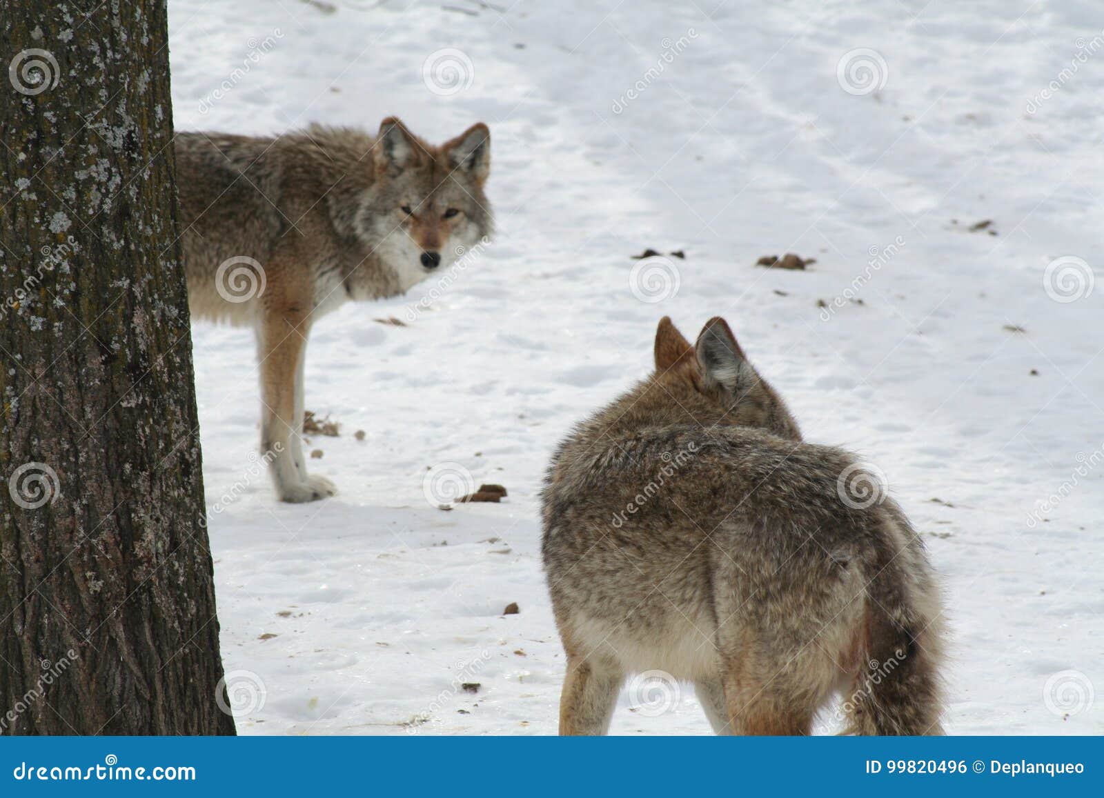 Wolf in Quebec. Canada, North America. Stock Photo - Image of freedom ...