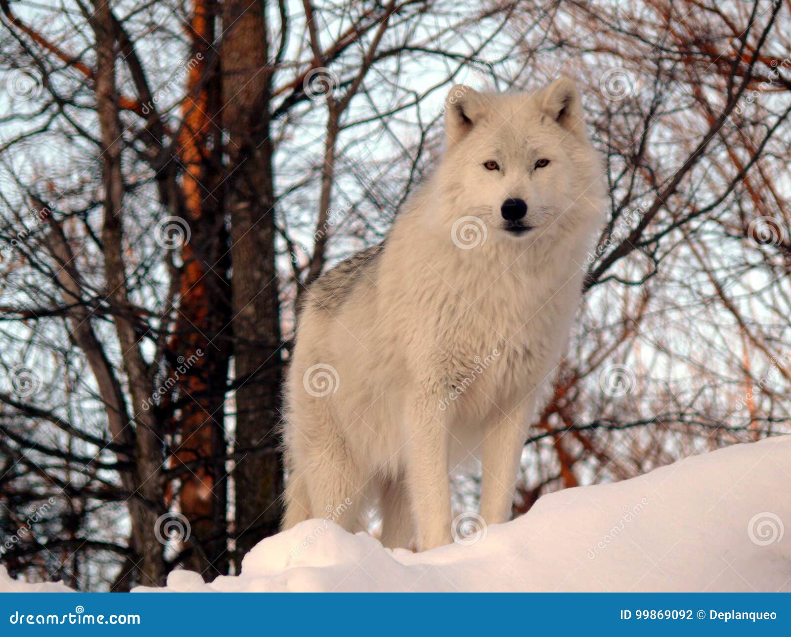 Wolf in Quebec. Canada, North America. Stock Photo - Image of cute ...