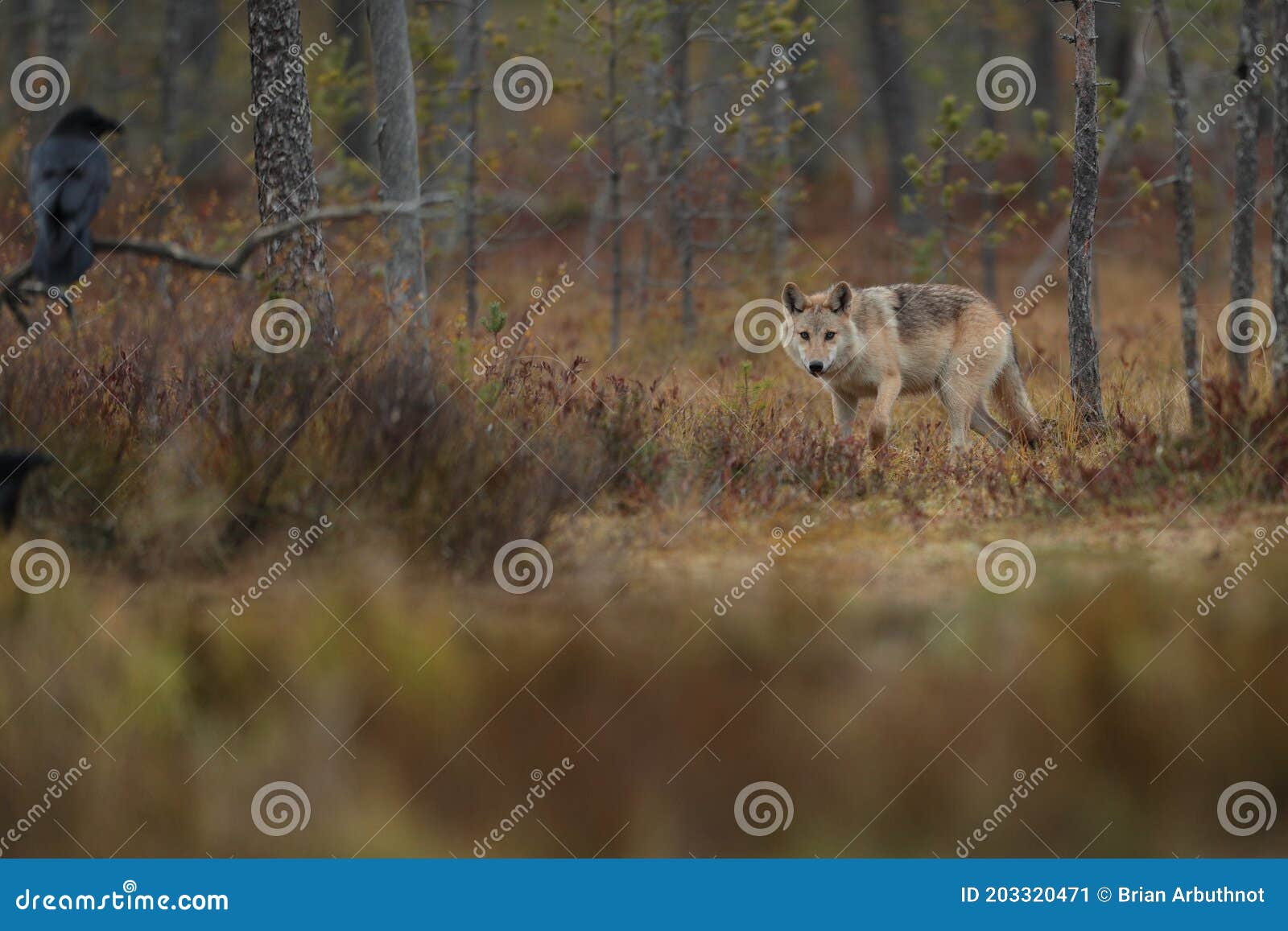 Wolf and raven stock image. Image of boreal, hunt, nature - 203320471
