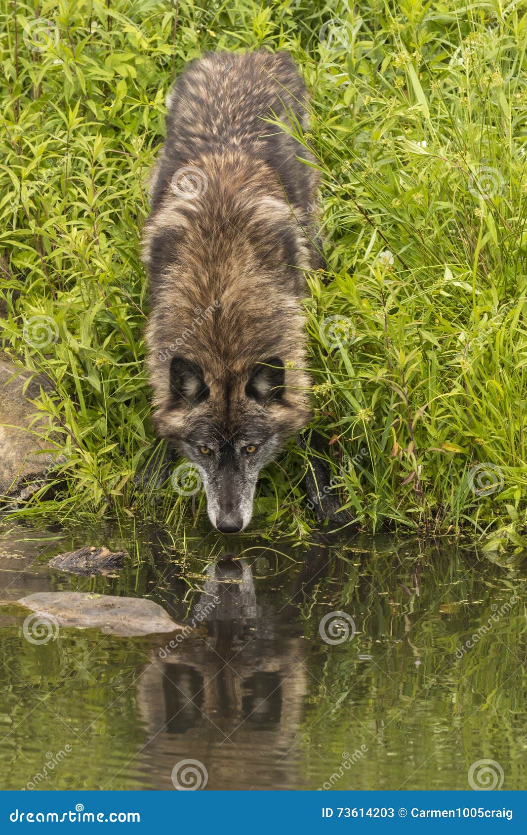 Wolf Reflection stock image. Image of captive, wolves - 73614203
