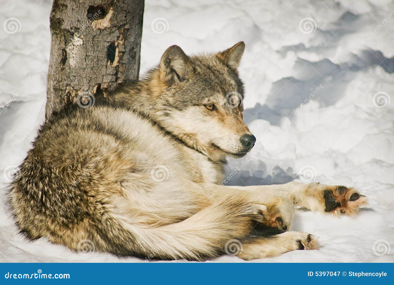 Wolf Relaxing stock image. Image of watching, tail, nature - 5397047