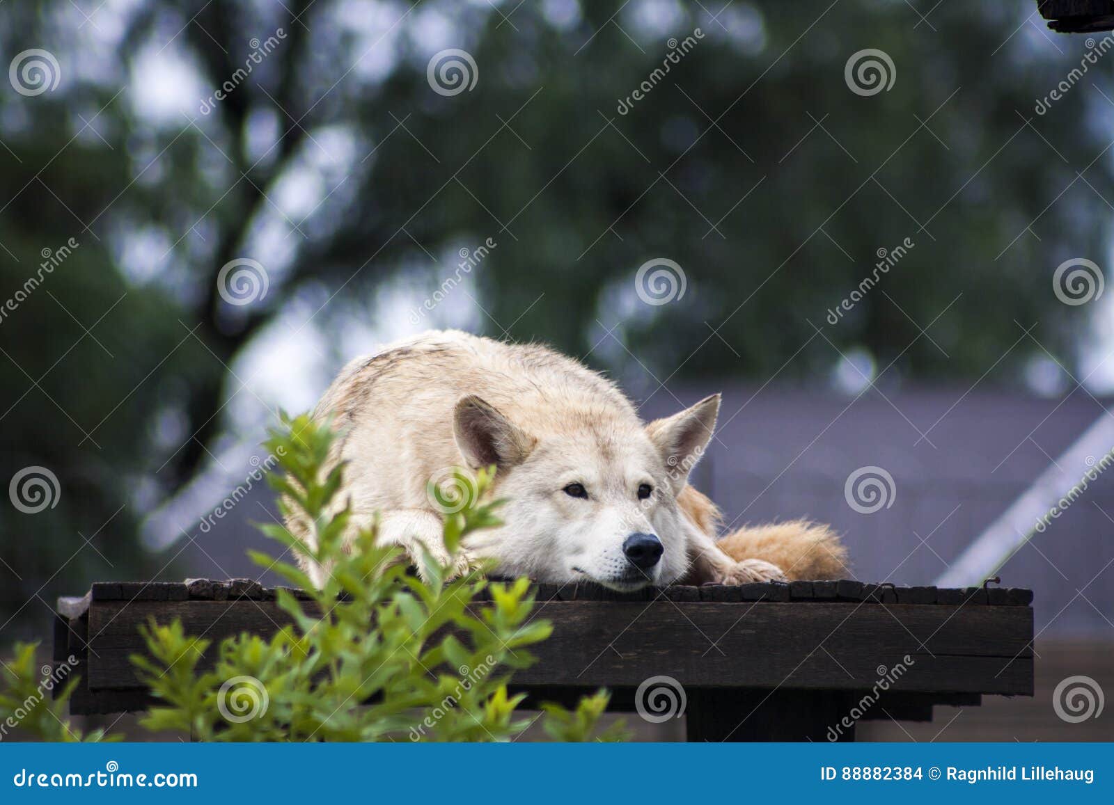 Wolf stock photo. Image of animallovers, anima, africa - 88882384