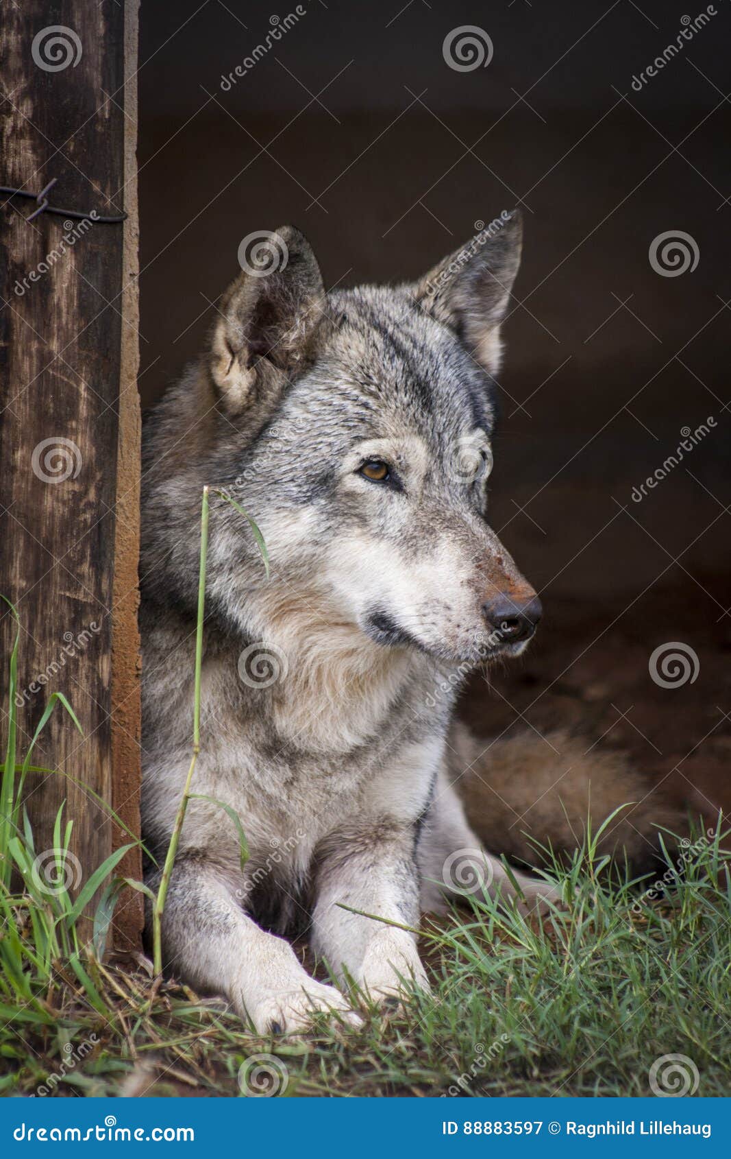 Wolf stock image. Image of alpha, grass, wildanimal, shade - 88883597