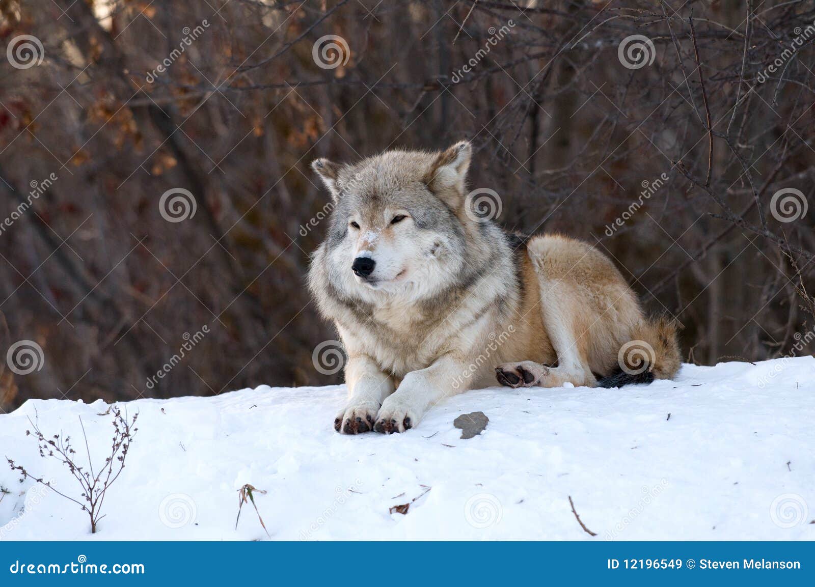 Wolf relaxing in the snow stock image. Image of snow - 12196549