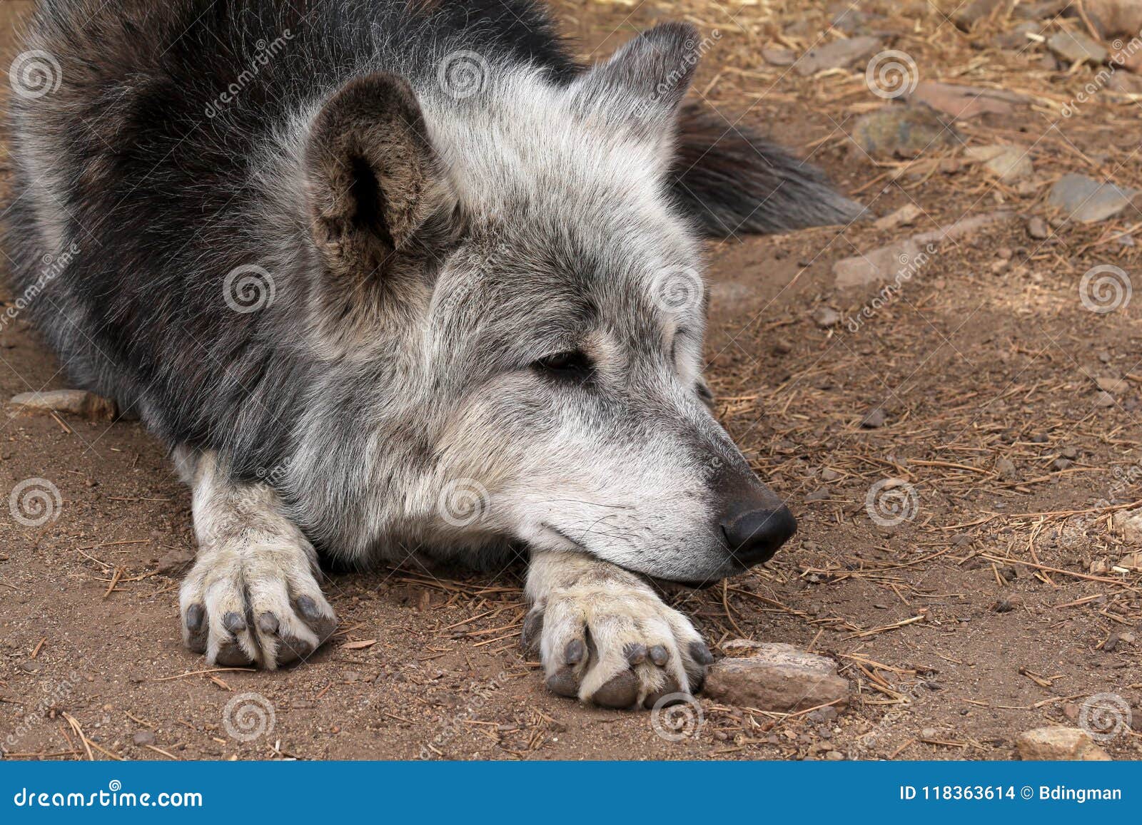 Wolf at Rest stock photo. Image of ears, carnivore, grey - 118363614
