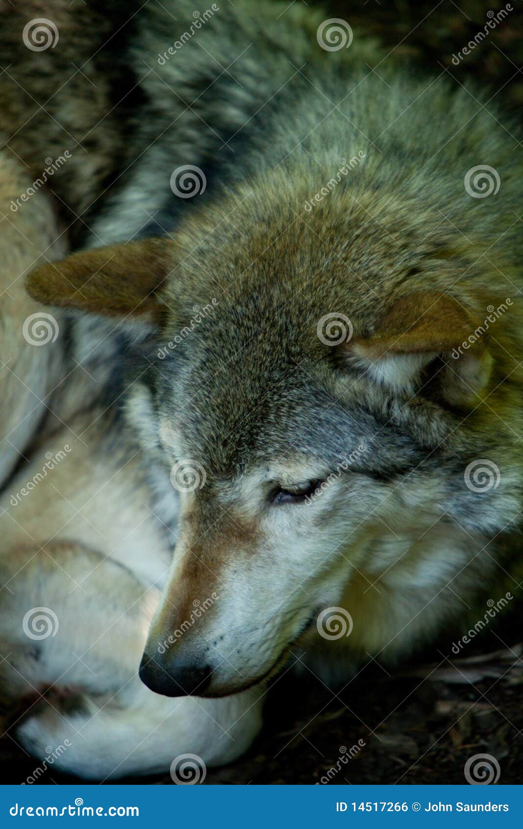 Wolf resting stock photo. Image of wolf, fauna, shady - 14517266