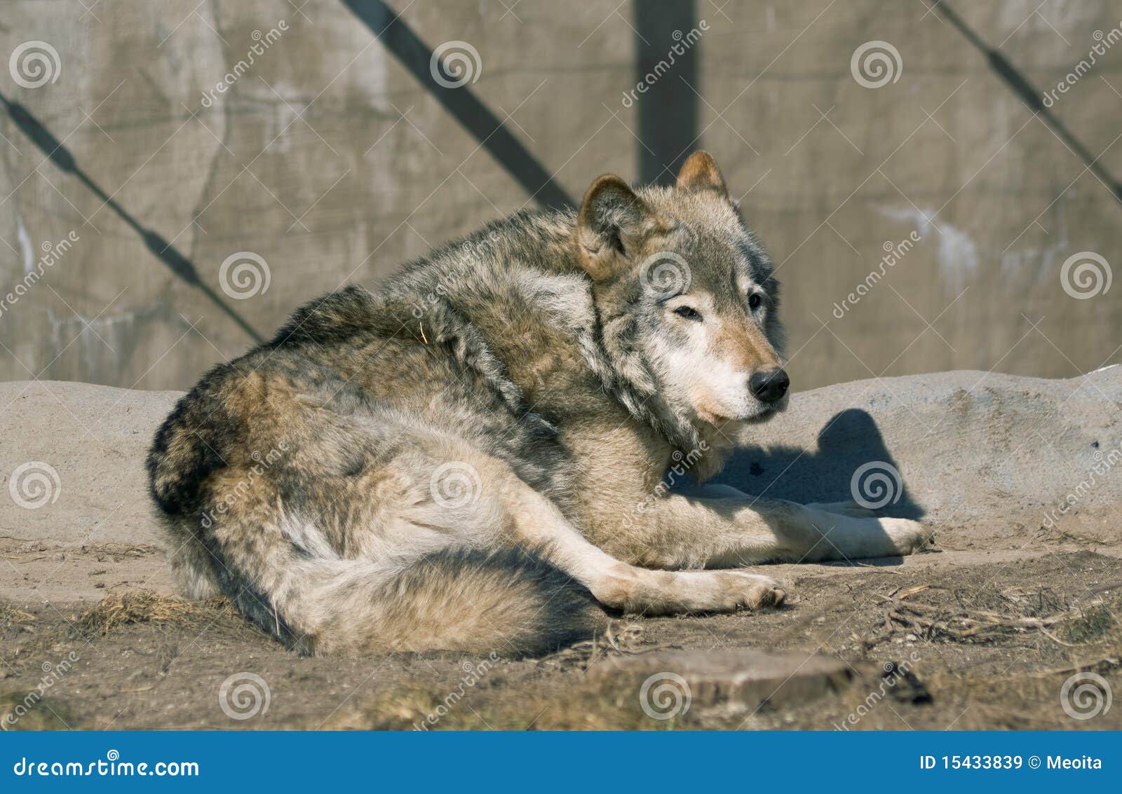 Wolf resting stock image. Image of coat, forest, russia - 15433839