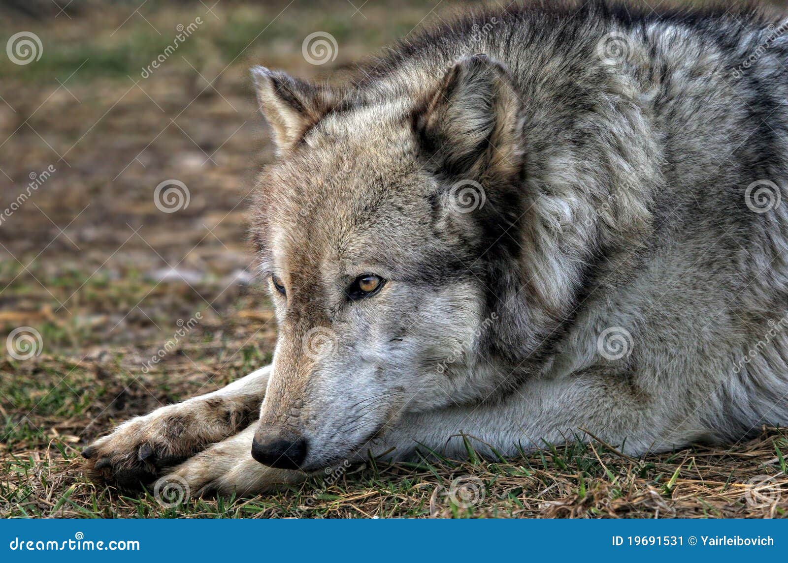 Wolf resting stock image. Image of canines, wolf, wildlife - 19691531