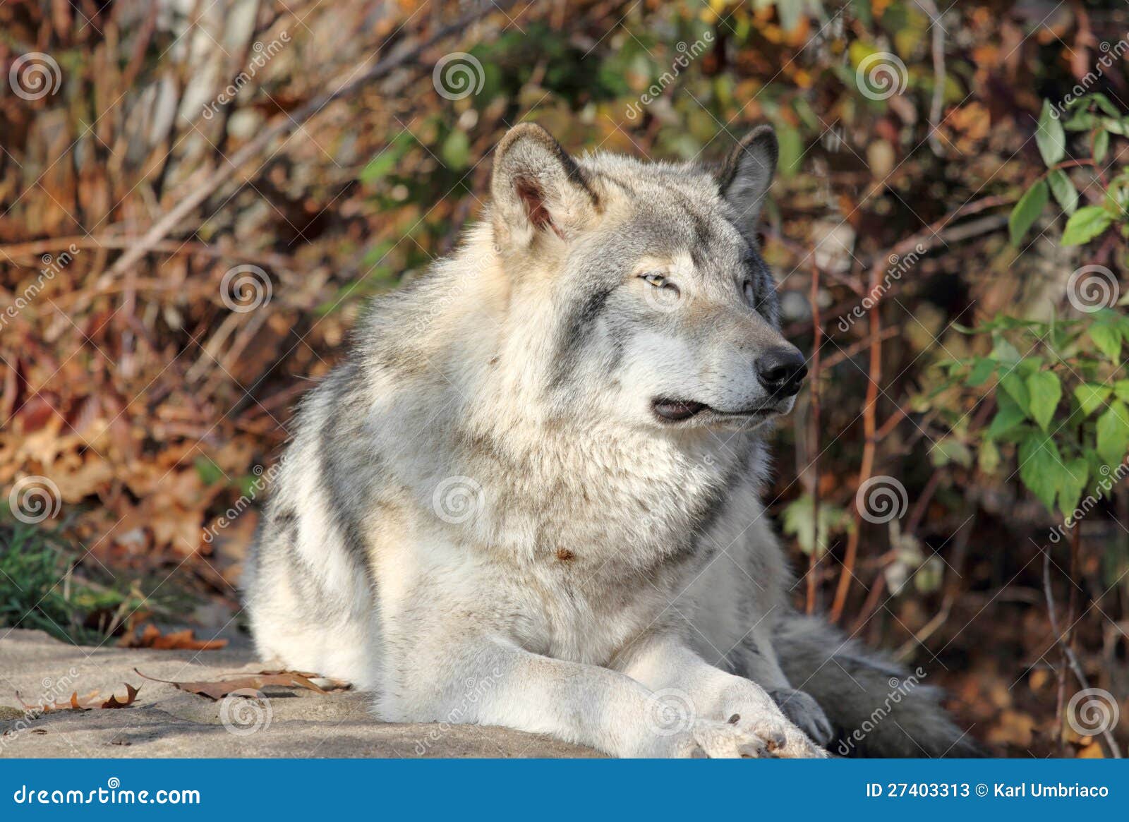 Wolf resting stock image. Image of gray, nature, forest - 27403313