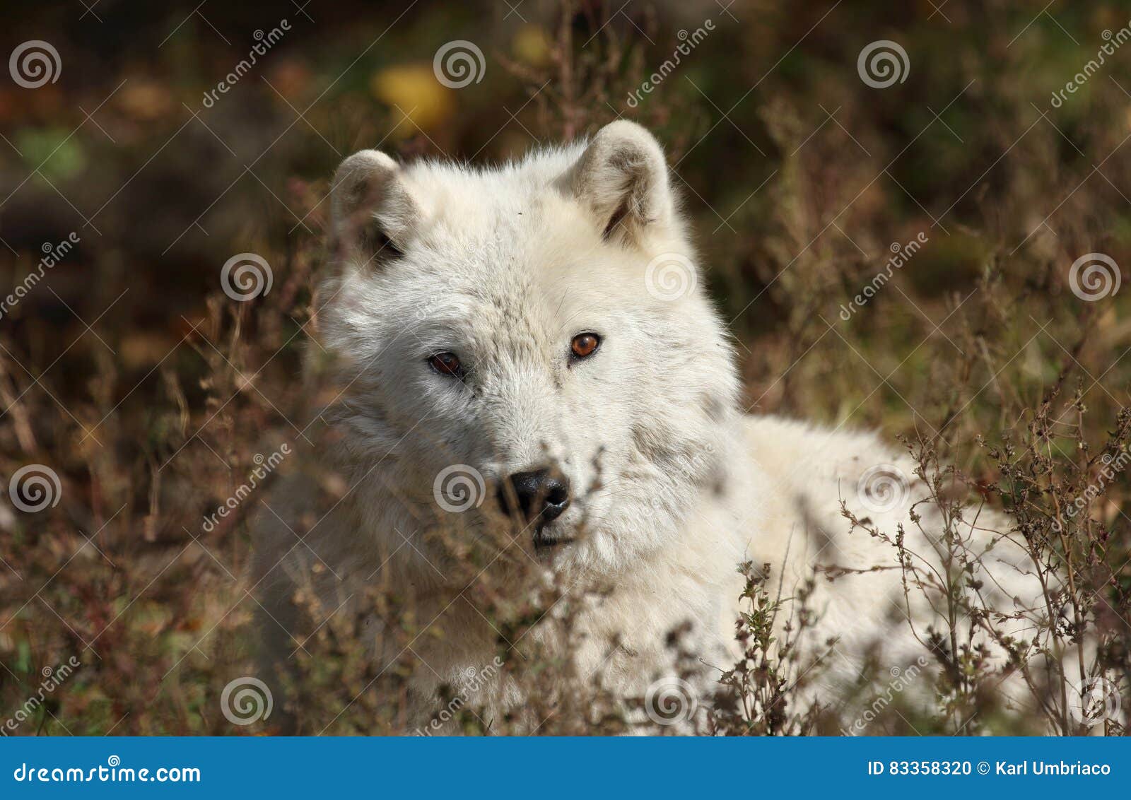 Wolf resting during fall stock photo. Image of wild, wildlife - 83358320