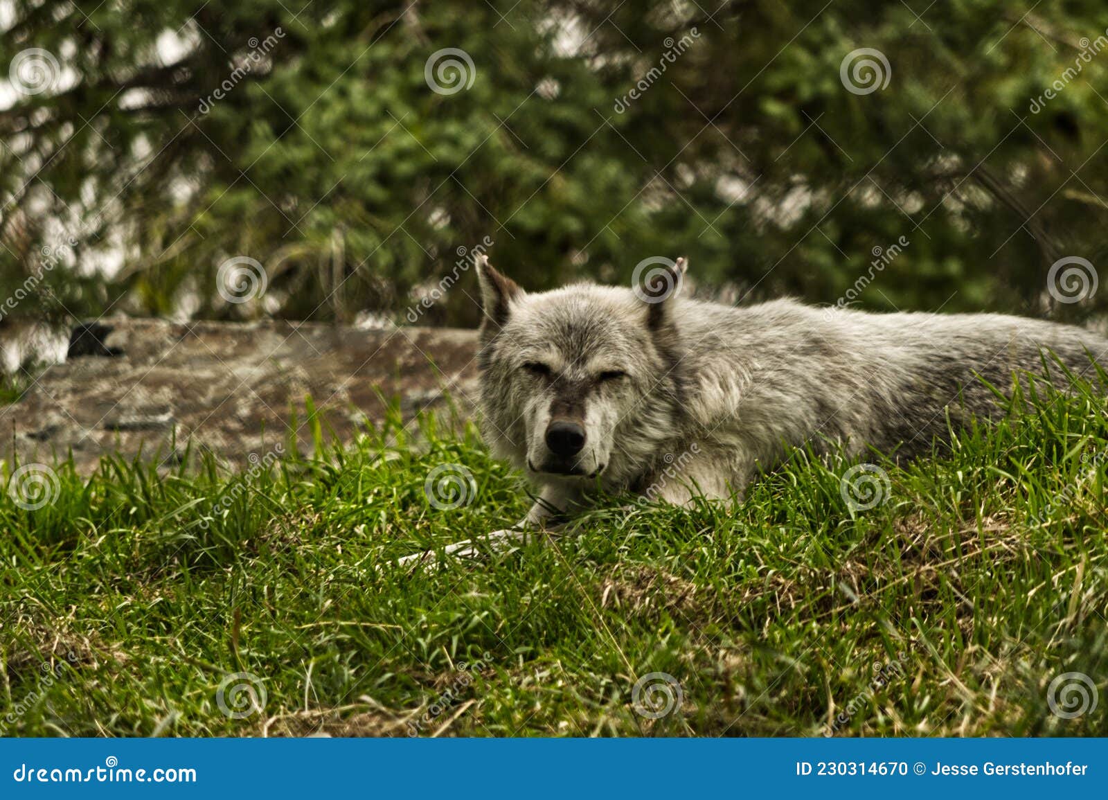 Wolf Resting in the grass stock photo. Image of wildlife - 230314670