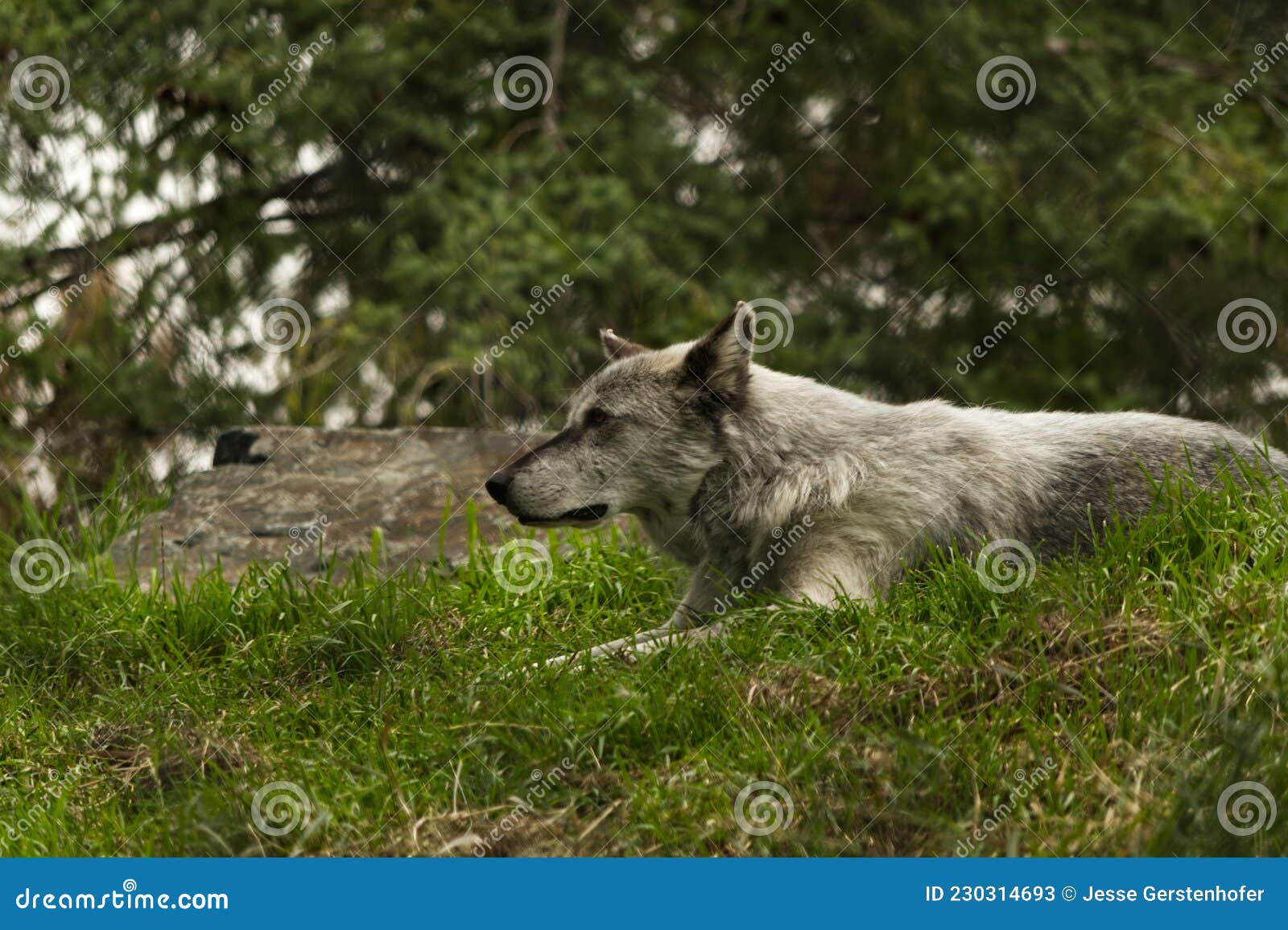 Wolf resting in the grass stock image. Image of grass - 230314693