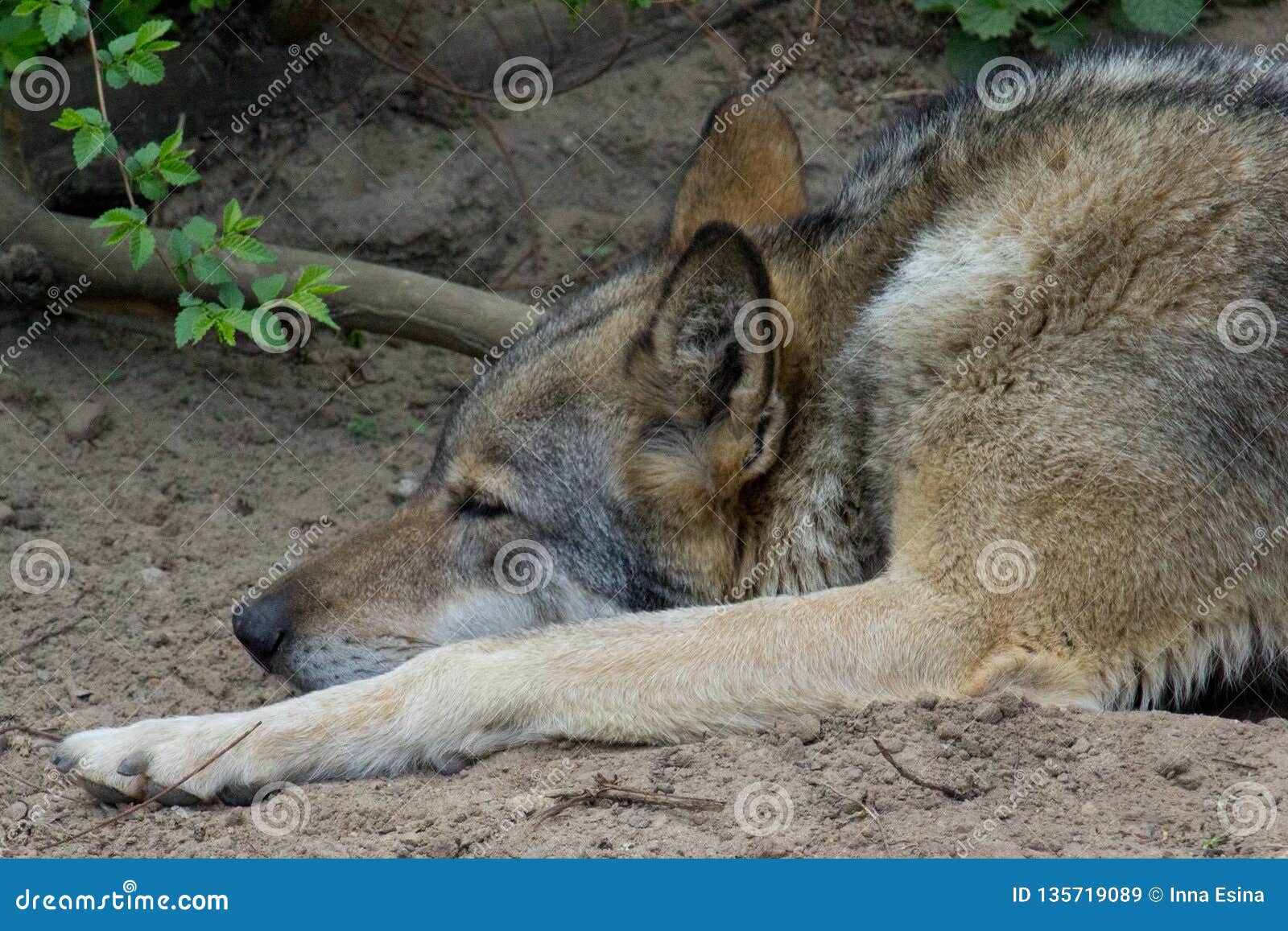 Wolf resting stock image. Image of nature, hunting, animals - 135719089