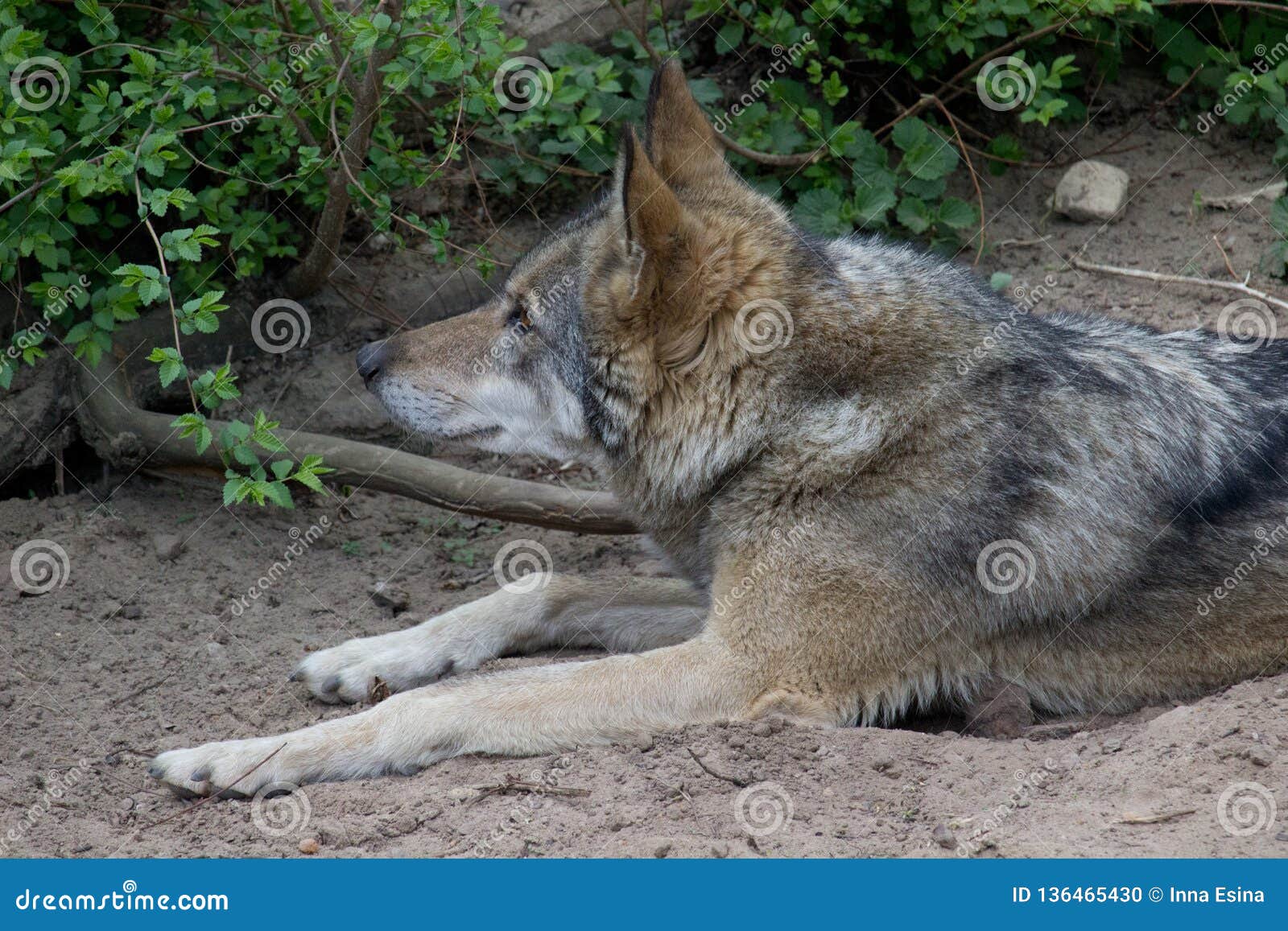 Wolf resting stock photo. Image of wild, hunter, danger - 136465430