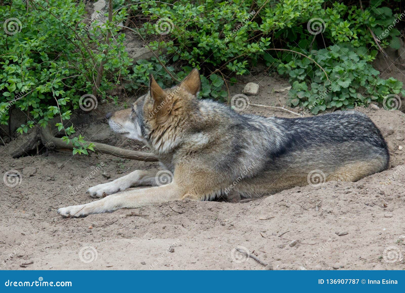 Wolf resting stock image. Image of wild, nature, wolves - 136907787
