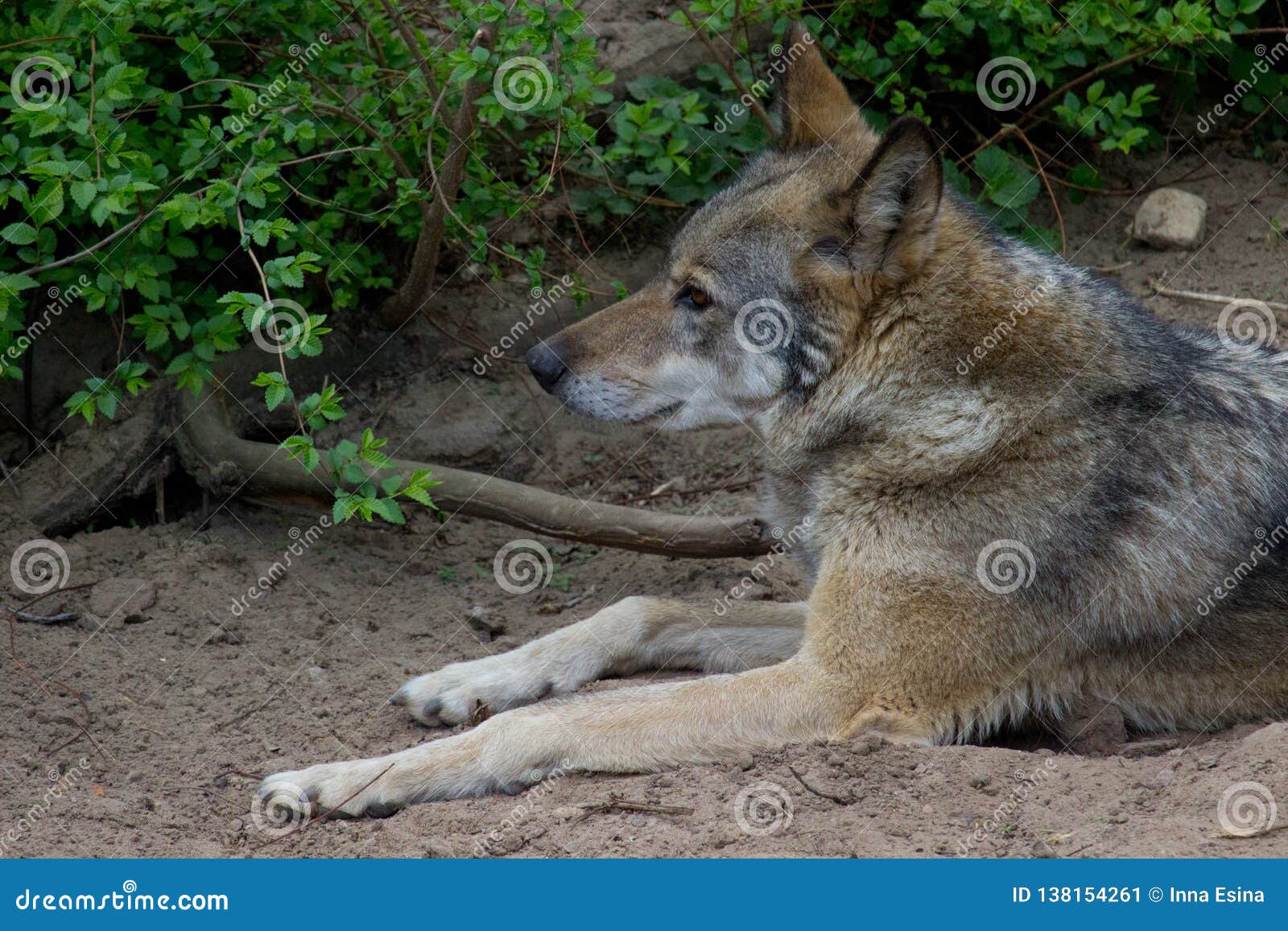Wolf resting stock image. Image of fauna, hunting, animals - 138154261