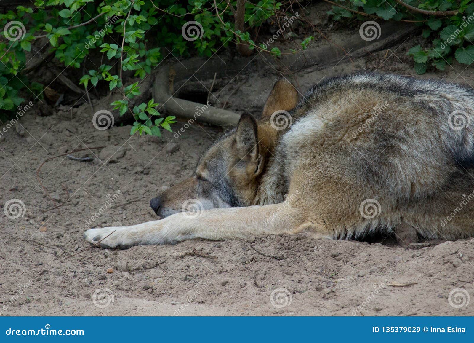 Wolf resting stock image. Image of forest, carnivore - 135379029