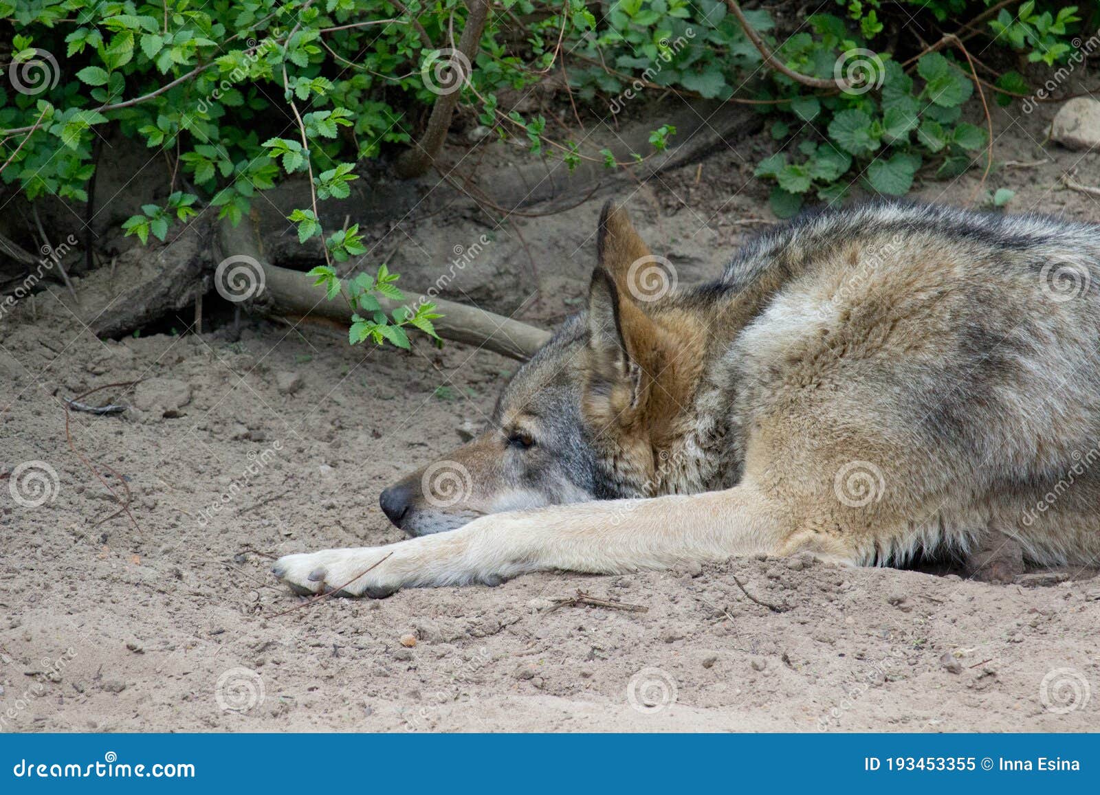 Wolf resting stock image. Image of beast, animals, wild - 193453355