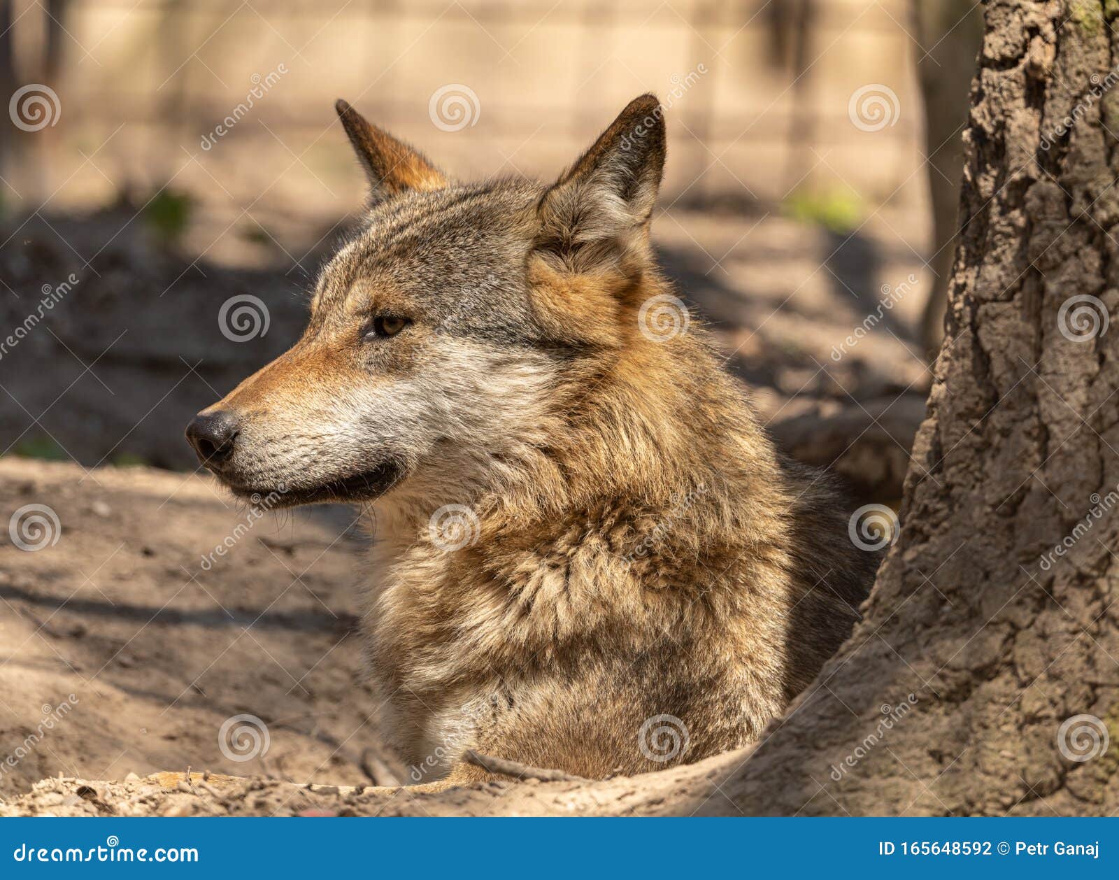 Wolf Resting on the Ground Next To Tree Stem Stock Photo - Image of ...