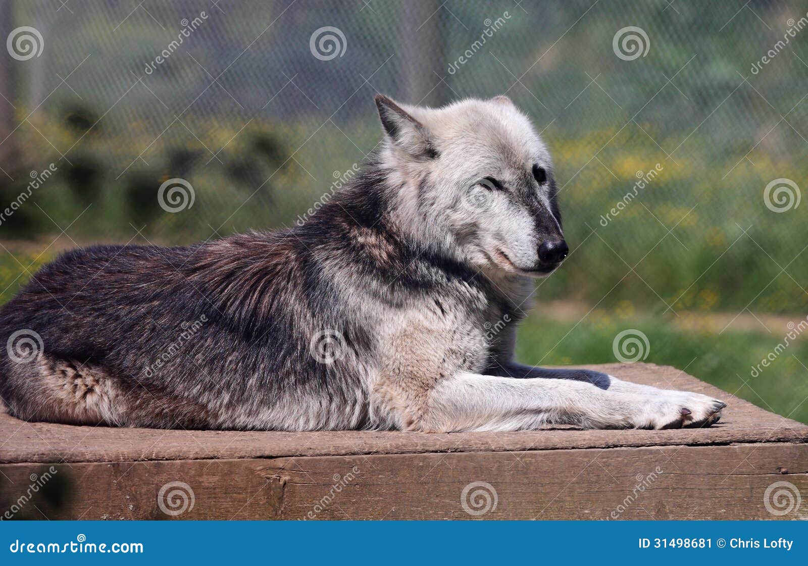 Wolf resting on a platform stock image. Image of wildlife - 31498681