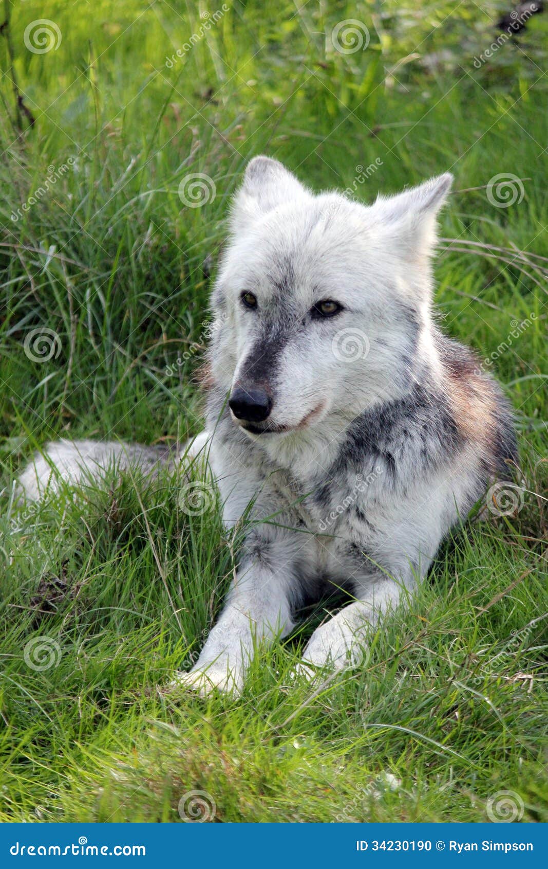 Wolf resting portrait stock photo. Image of hunter, canada - 34230190