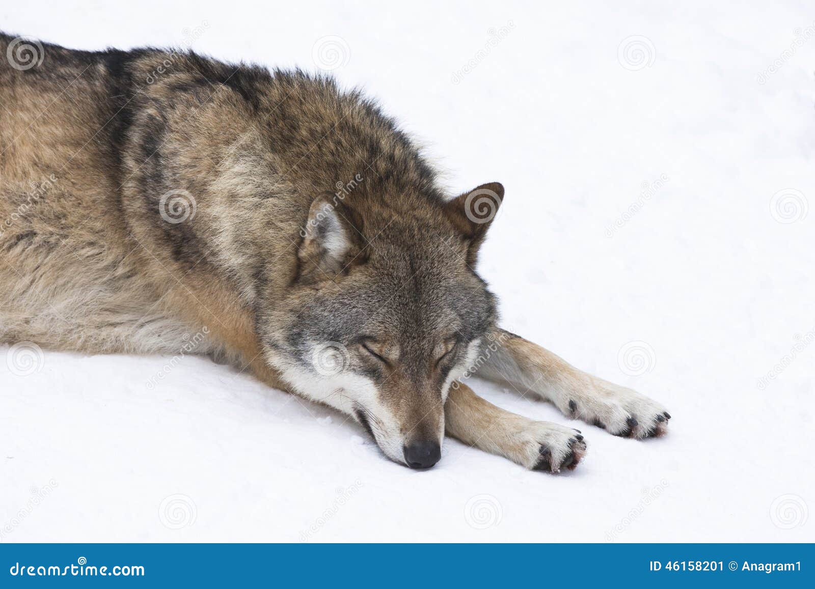 Wolf resting in snow stock image. Image of sleeping, animal - 46158201