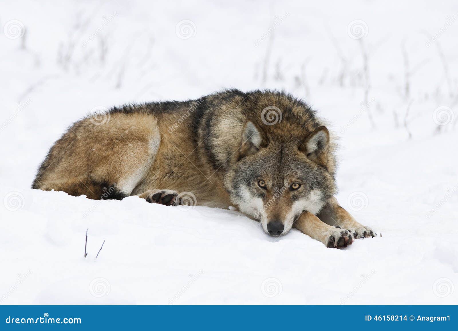 Wolf resting in snow stock photo. Image of canis, snowcovered - 46158214