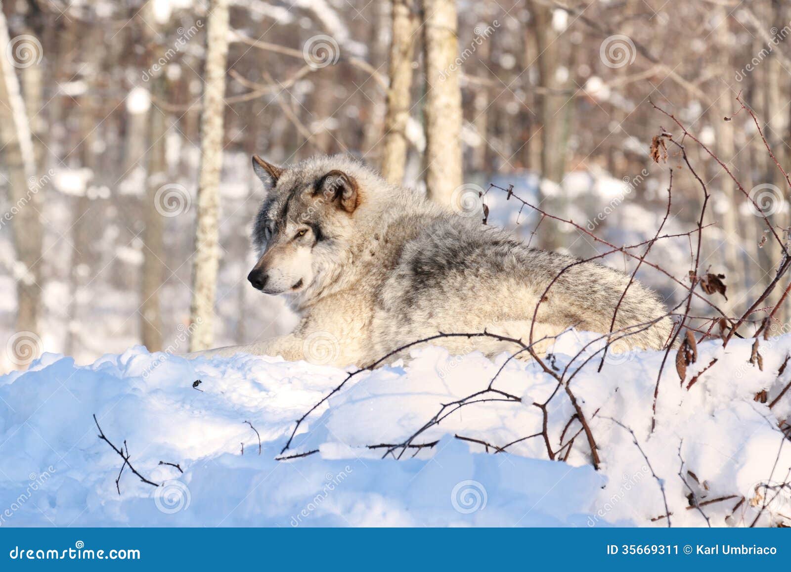 Wolf resting in snow stock image. Image of resting, animal - 35669311