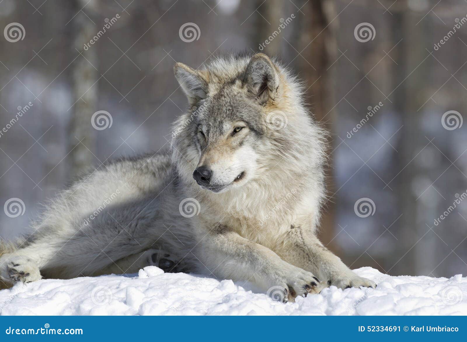 Wolf resting in snow stock image. Image of mammal, wolf - 52334691