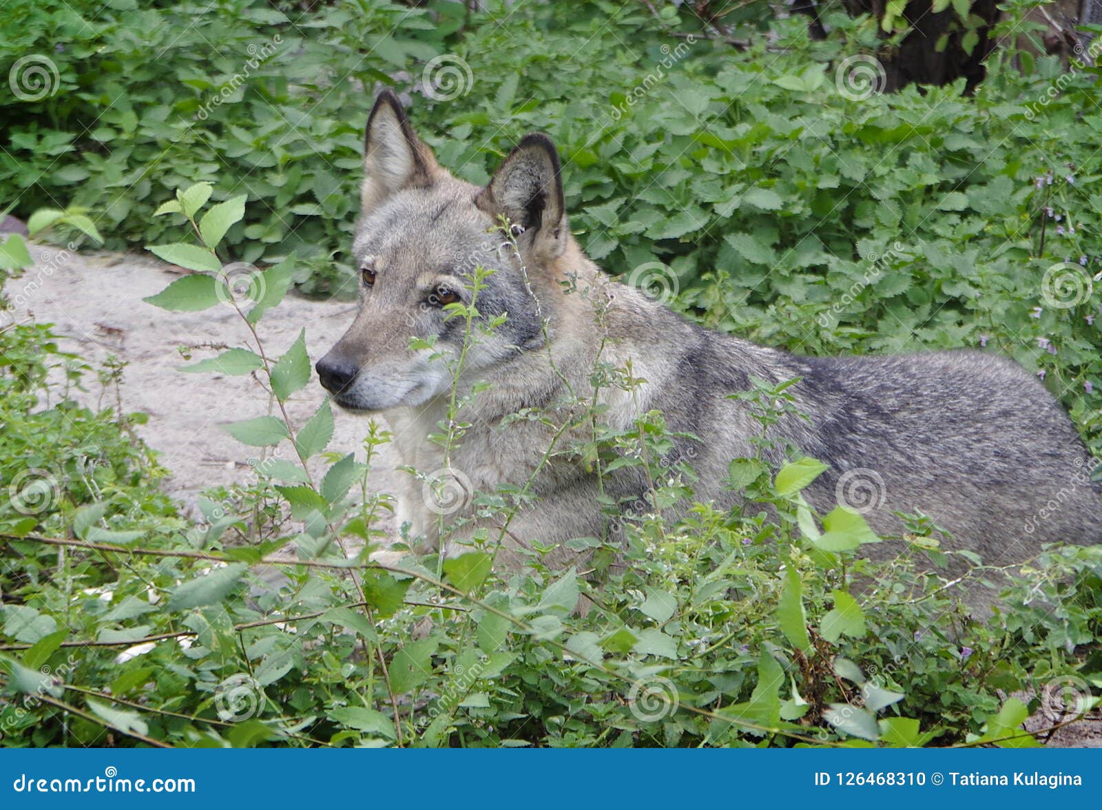 Wolf stock photo. Image of body, lies, watching, resting - 126468310