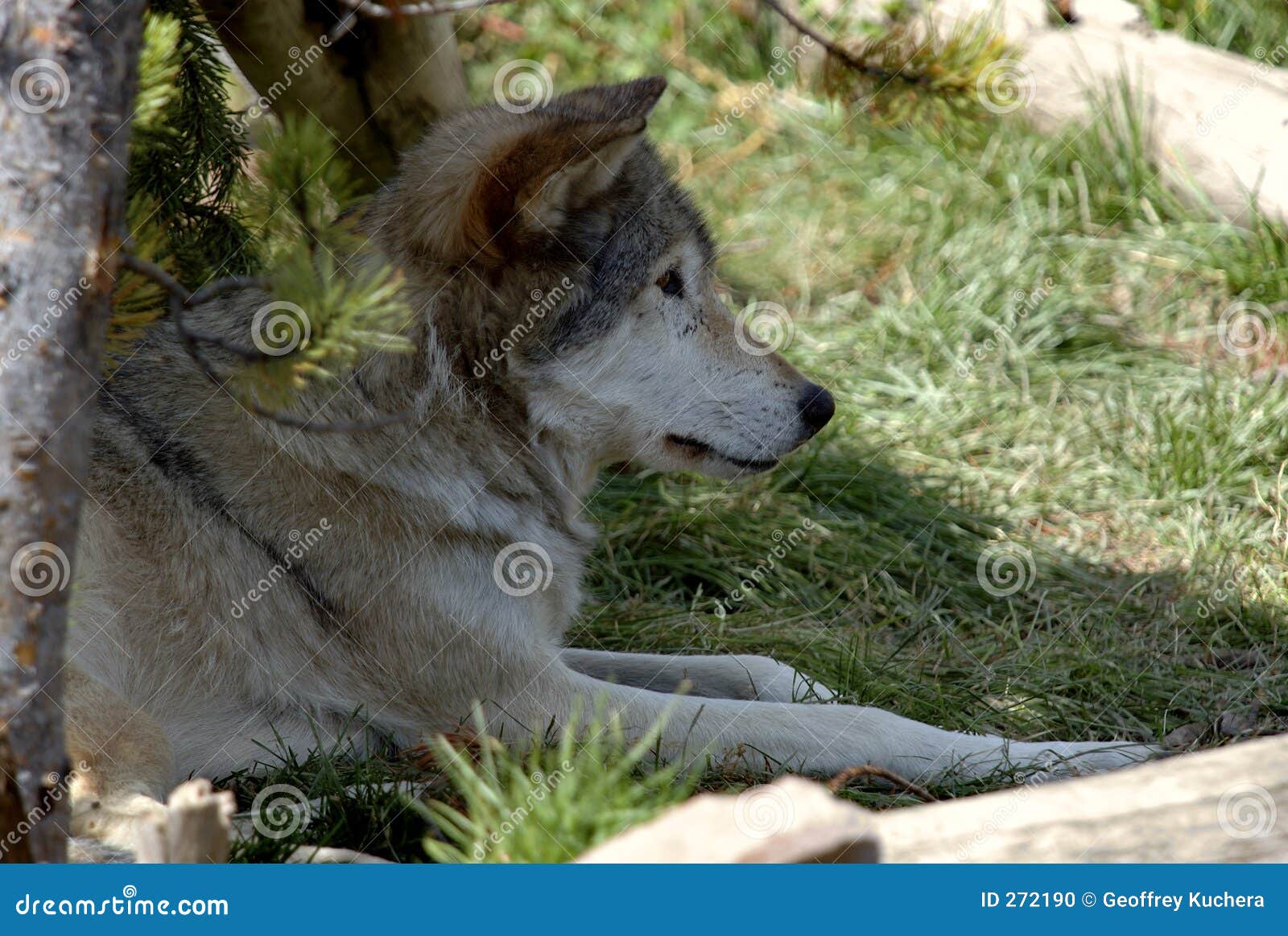 Wolf Resting Under Tree Bild. Bild: 272190