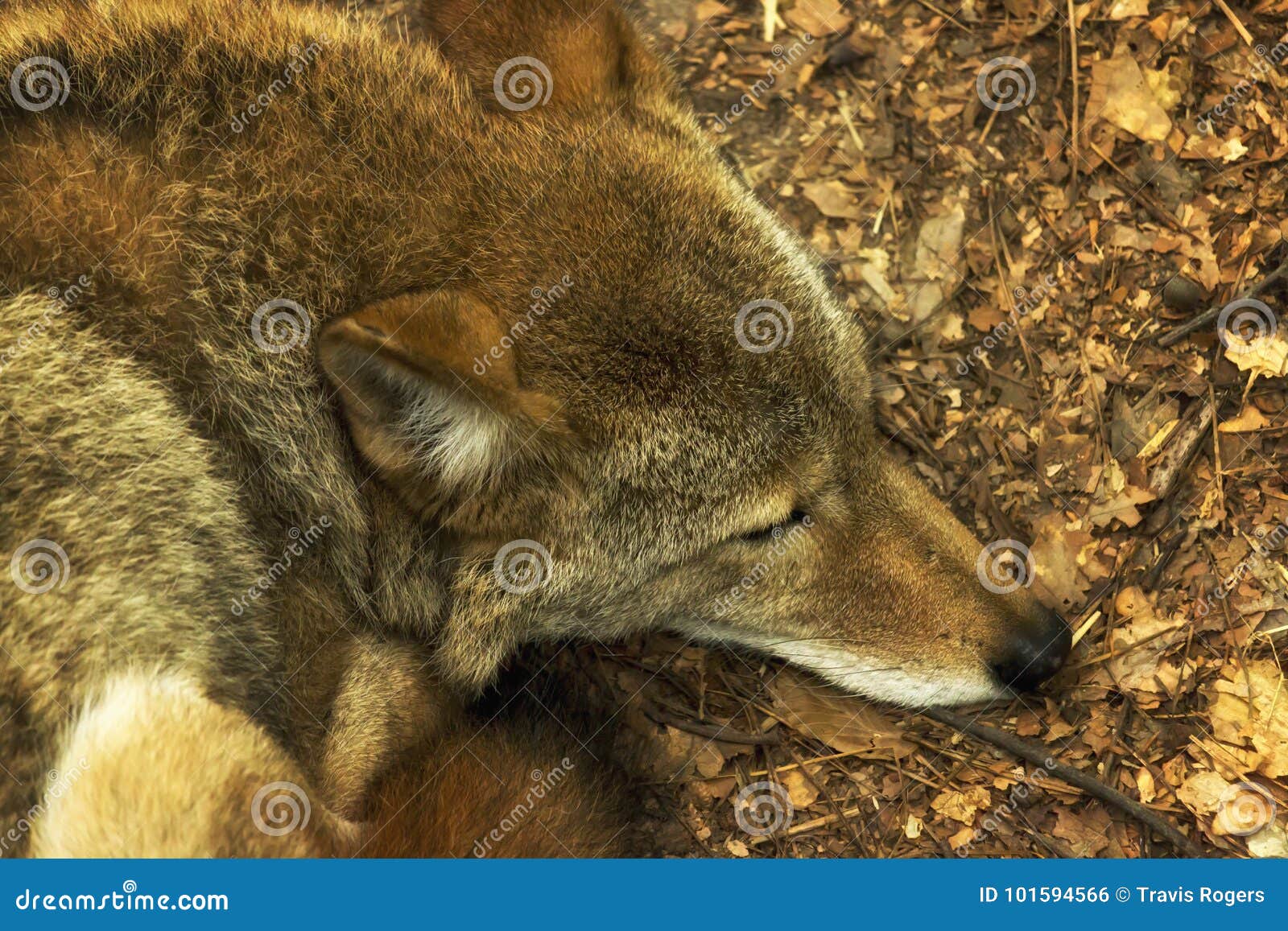 Sleeping Wolf stock photo. Image of peace, leaves, ears - 101594566