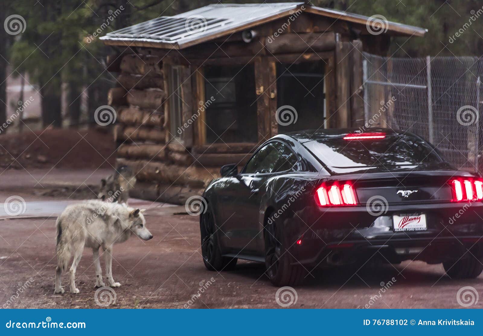 Wolf on the road editorial photography. Image of close - 76788102