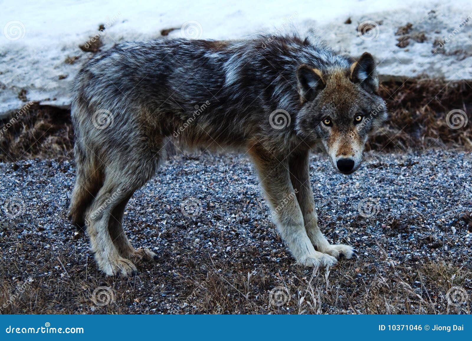Wolf at Rock Moutain stock photo. Image of rock, standing - 10371046